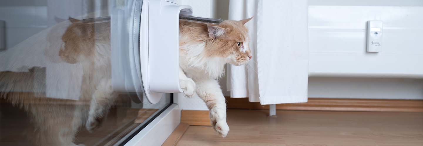 Top 10 Best Rated Cat Door Installers near you | Airtasker UK