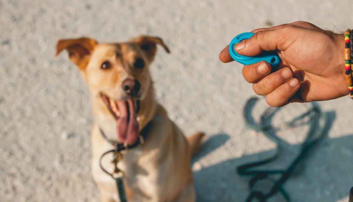 How to Train a Dog | Airtasker US