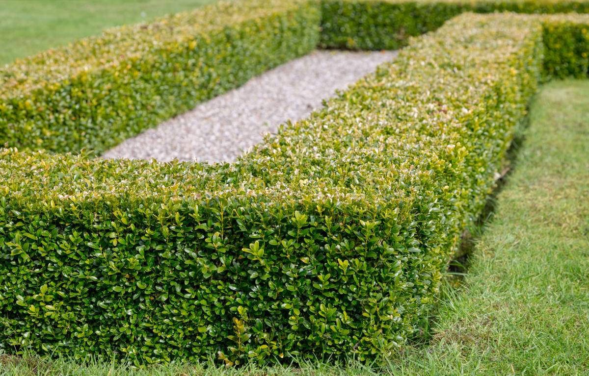 How to remove hedges without any legal problems | Airtasker US
