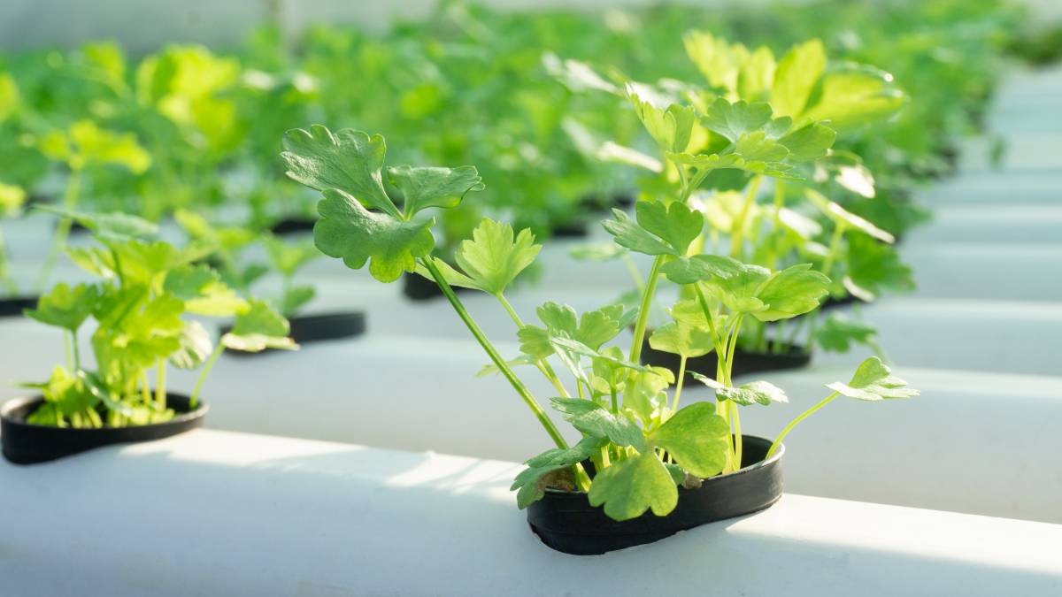 Hydroponic Systems 101: 4 Types and How To Set Them Up | Airtasker US