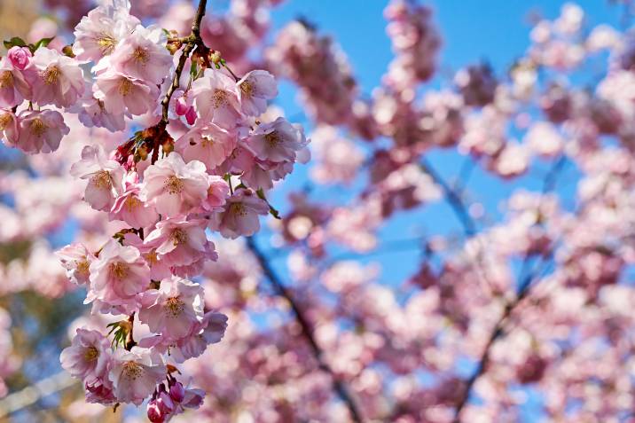 Best Garden Trees for Small Gardens | Airtasker UK