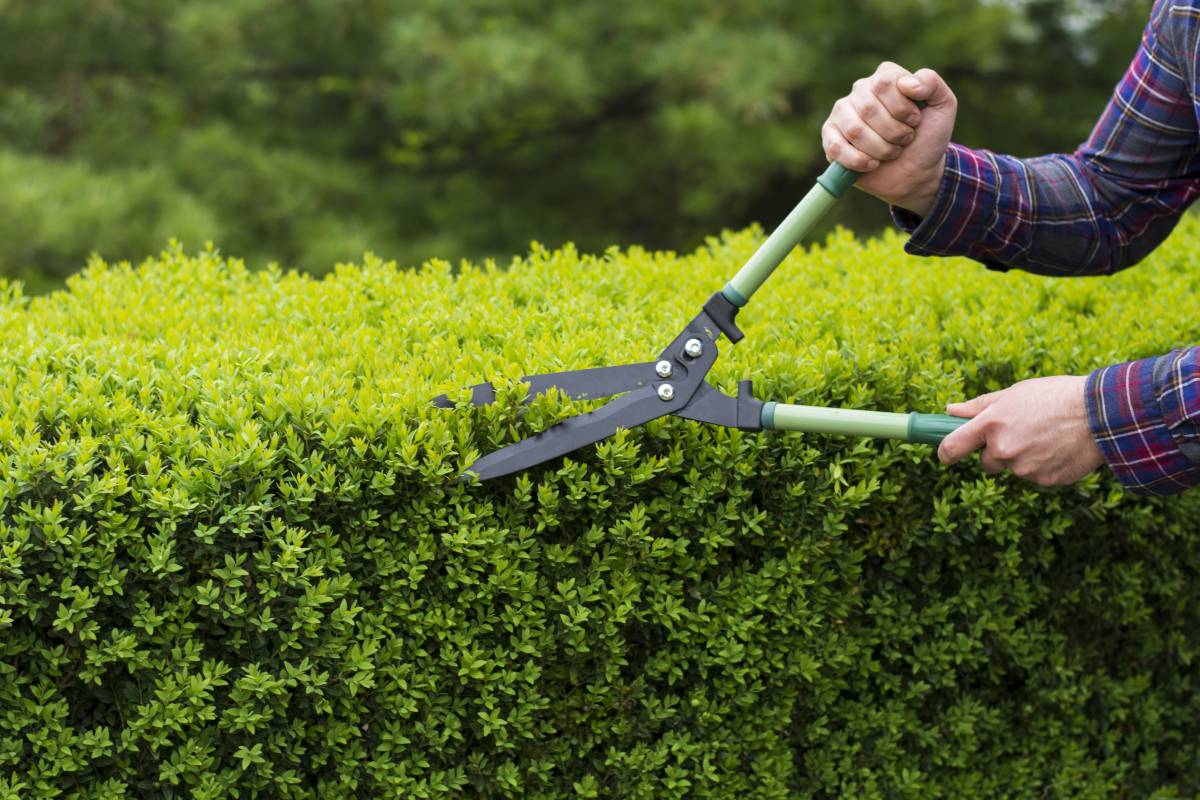 How to trim hedges: a step-by-step guide | Airtasker US