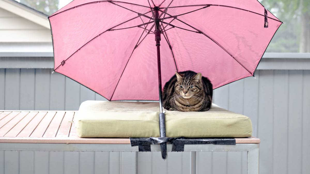 Tips for Protecting Your Pets During Bad Weather | Airtasker AU