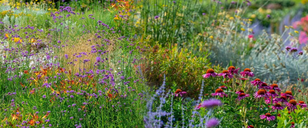 A Guide To Perennial, Annual, and Biennial Plants in 2024 | Airtasker US