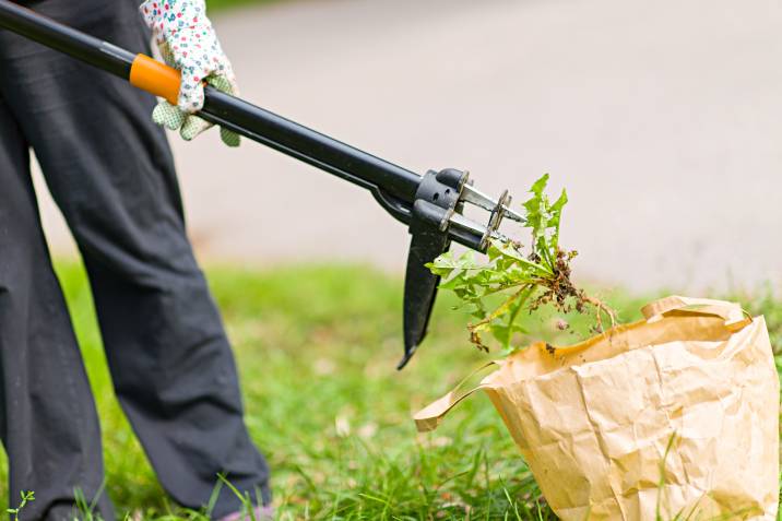 Garden Weeding Cost Guide | Airtasker US
