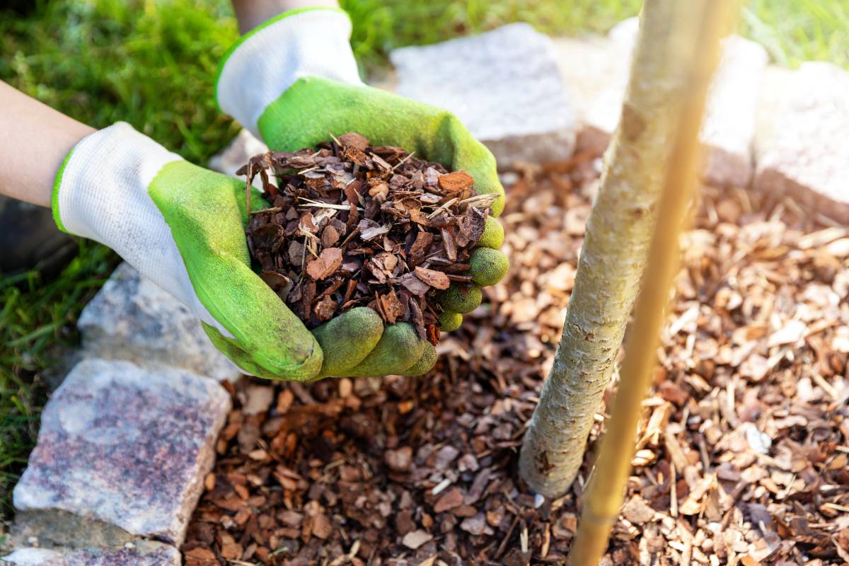 What Is Mulch? The Ultimate Guide for Gardeners | Airtasker US