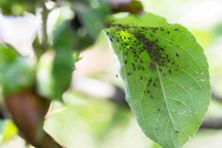 The Most Common Garden Pests: Removal Tips | Airtasker AU