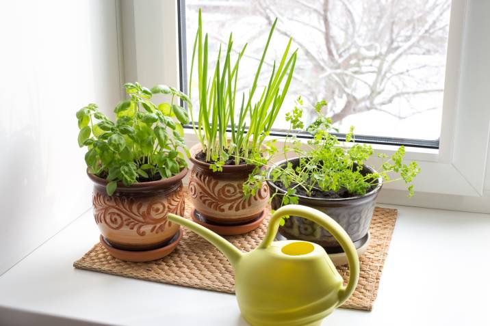 How to Start a Herb Garden | Airtasker US