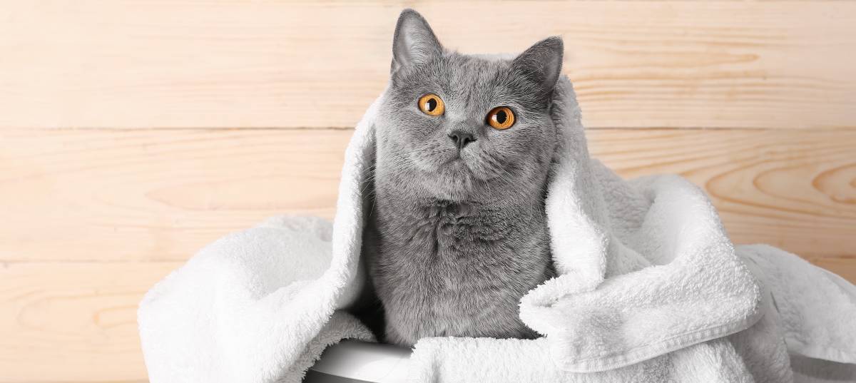 How to Groom a Cat like a Professional at Home | Airtasker AU