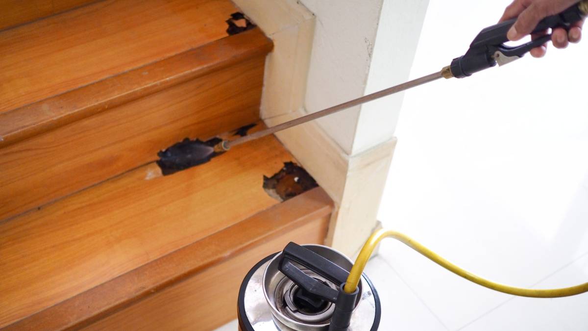 How much does termite treatment cost? | Airtasker AU