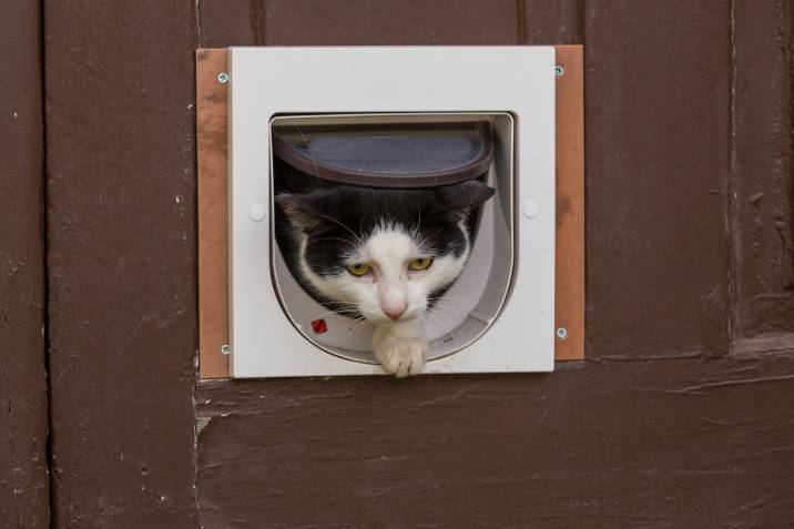 How to Install a Cat Flap | Airtasker UK