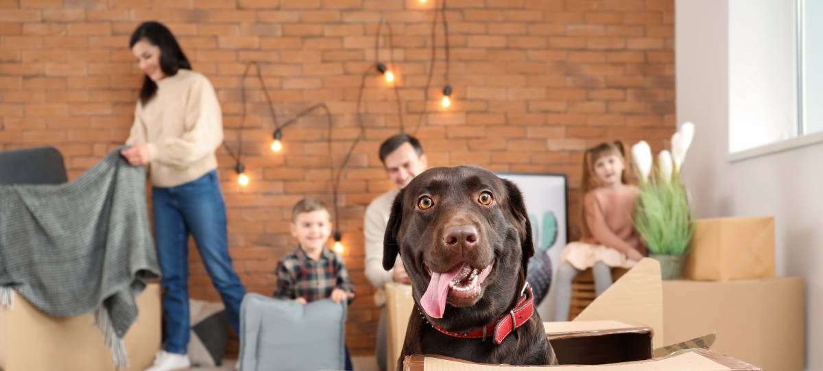 Top 11 Tips for Moving with Pets | Airtasker US