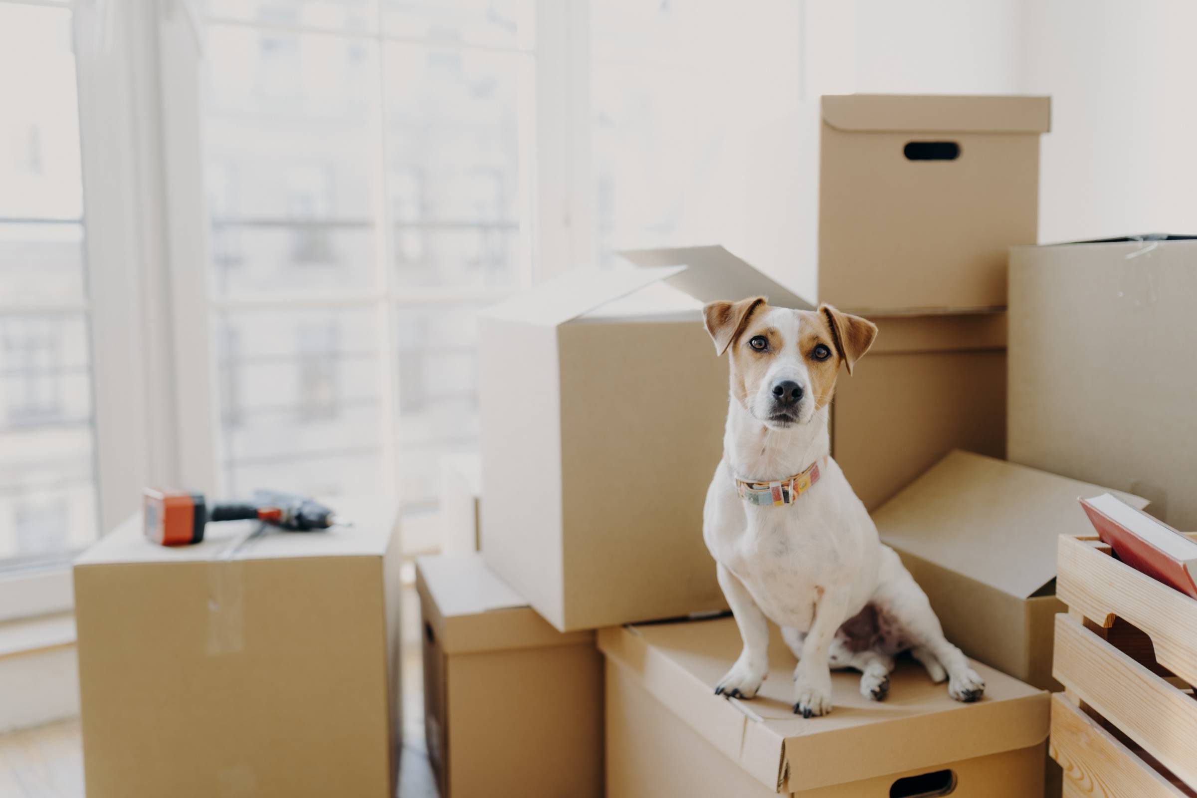 Peaceful Moving for You and Your Furry Friend | Airtasker US