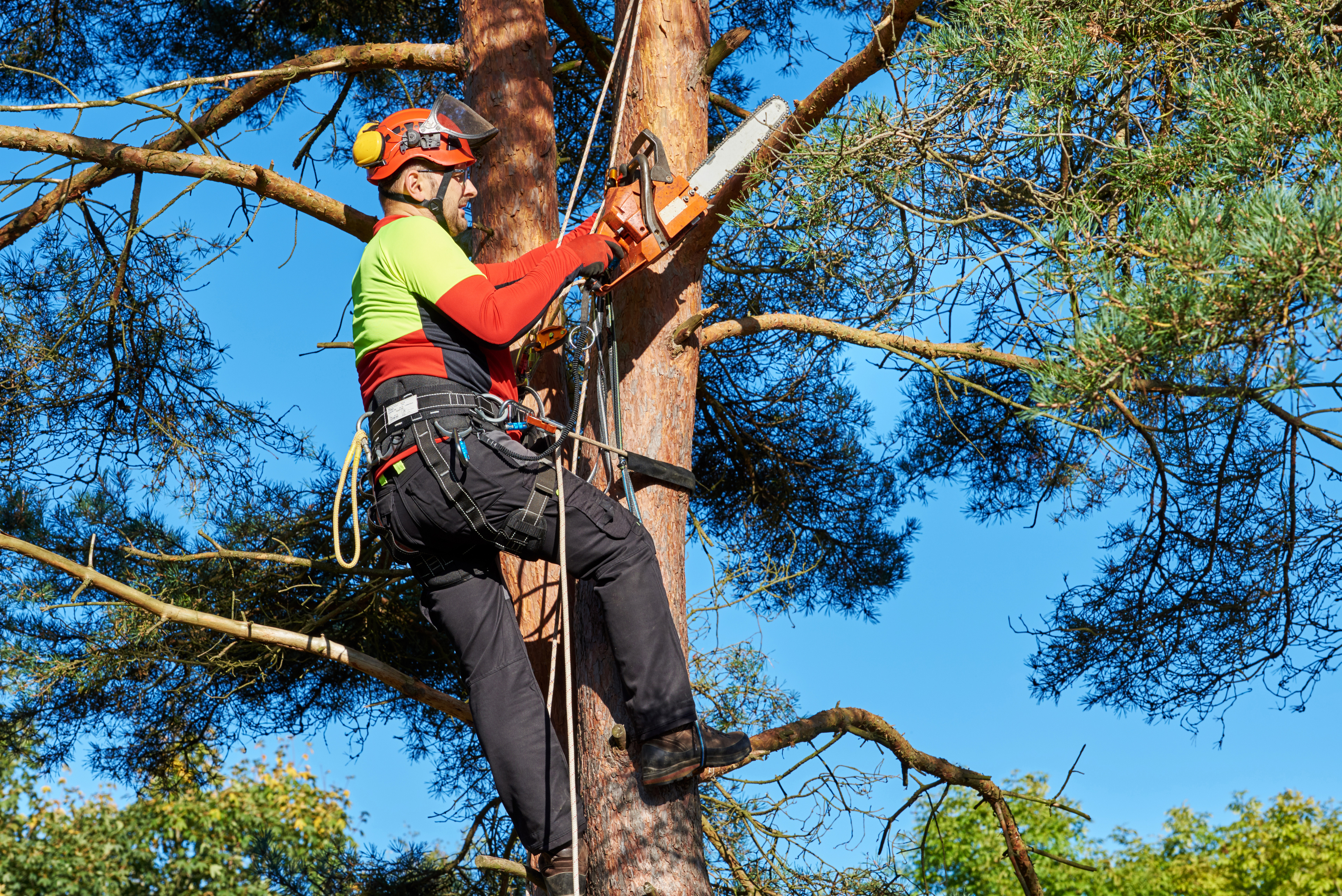 Top 10 Best Rated Tree Surgeons near you | Airtasker US