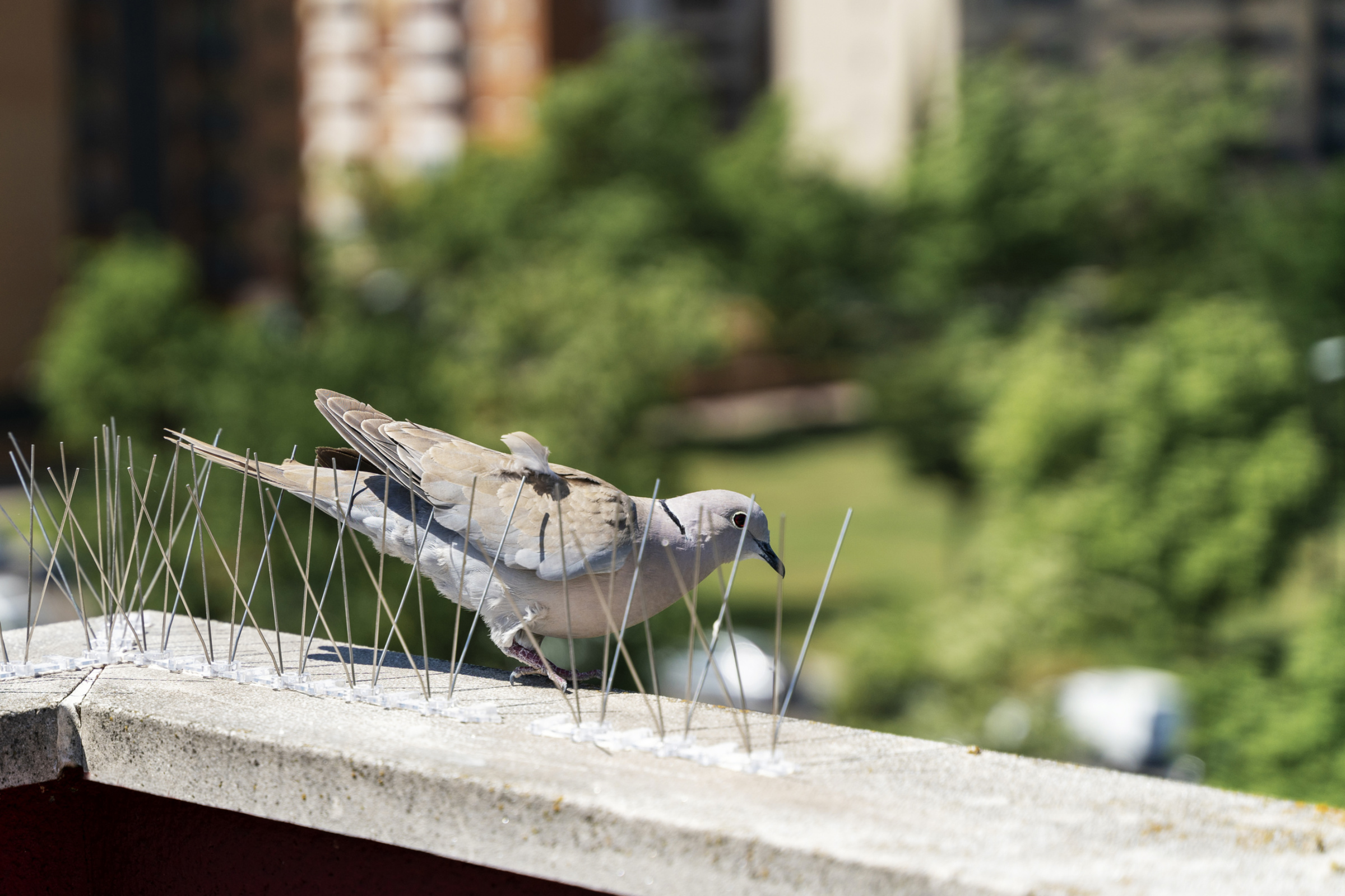 50 Bird Control Services near you | Airtasker UK