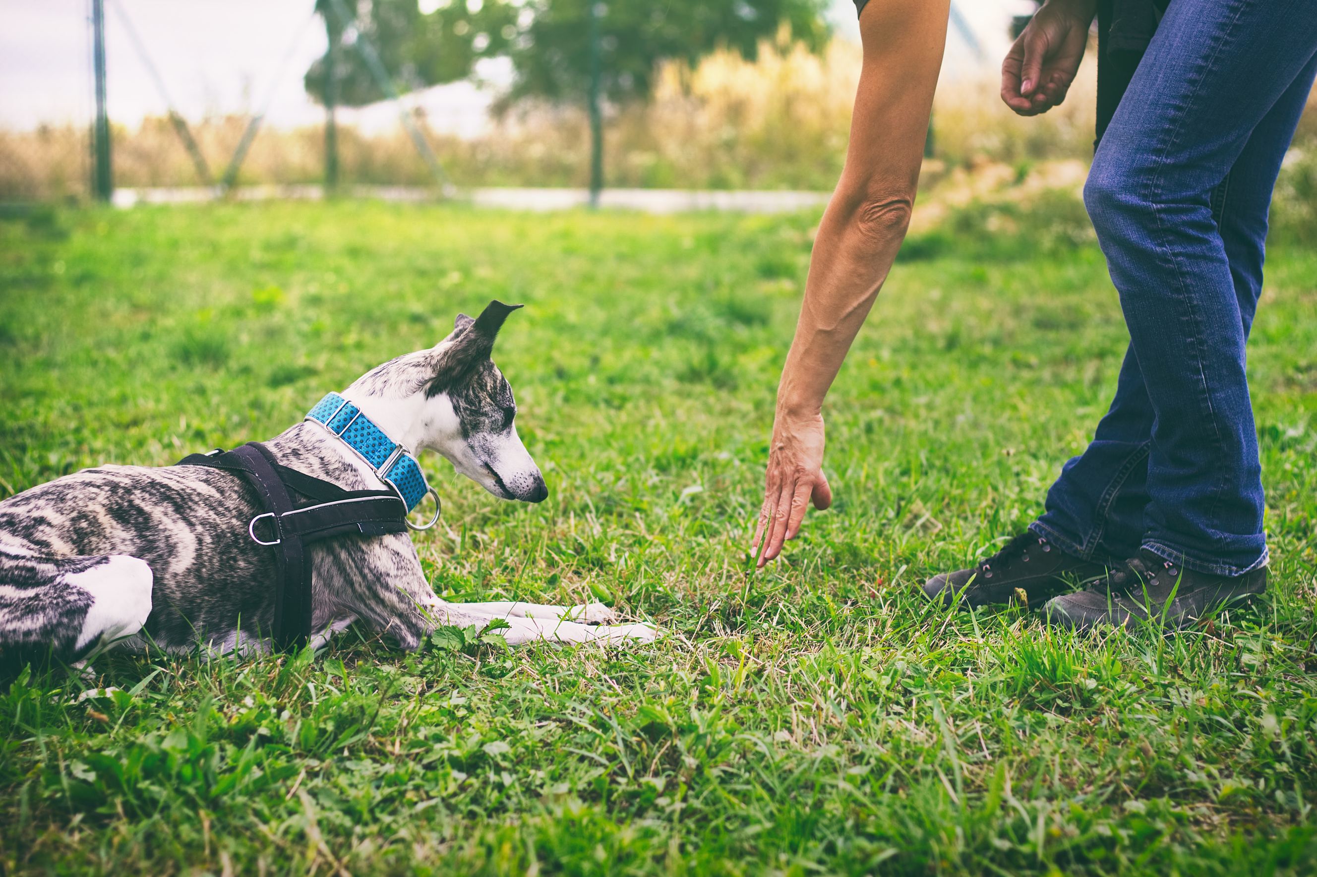 50 Aggressive Dog Training near you | Airtasker US