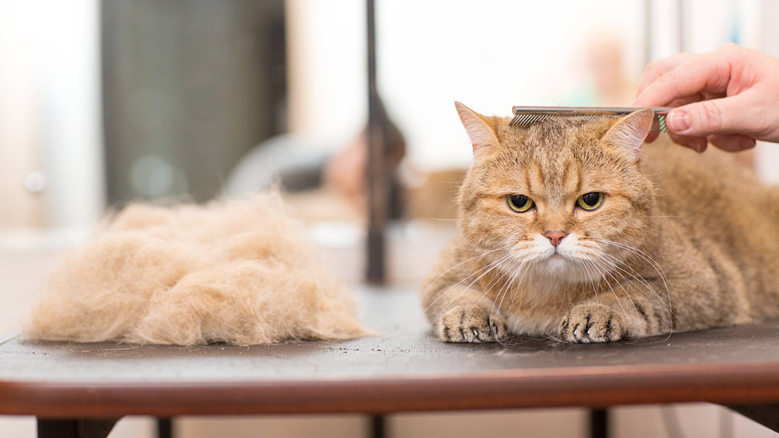 Grooming Your Cat
