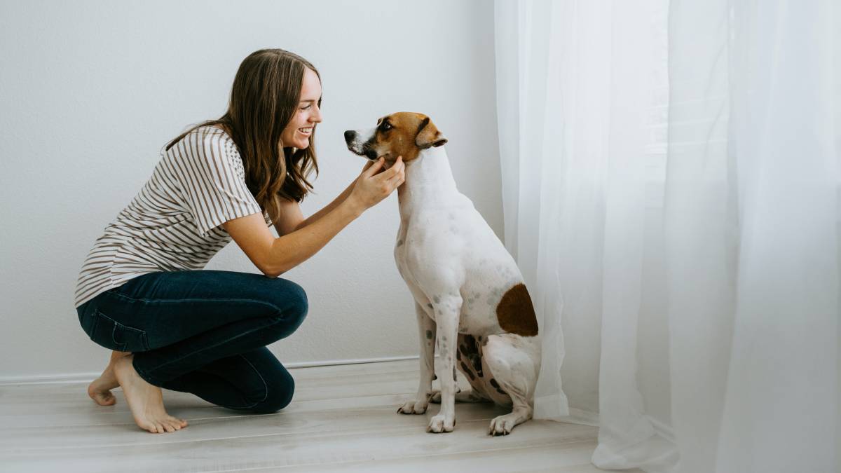 How Much Do Dog Walkers Charge Per Hour Uk How Much Do Dog Walkers Charge Per Hour Uk