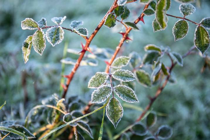 First and Last Frost Dates | Airtasker UK