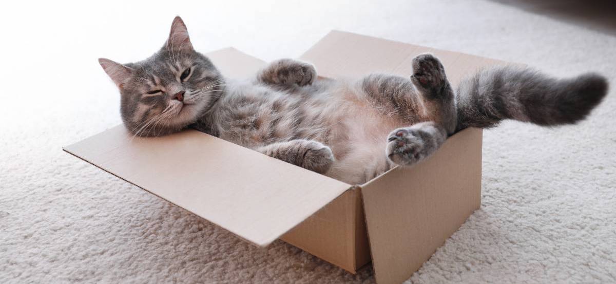 Everything You Need to Know About Cat Care | Airtasker UK