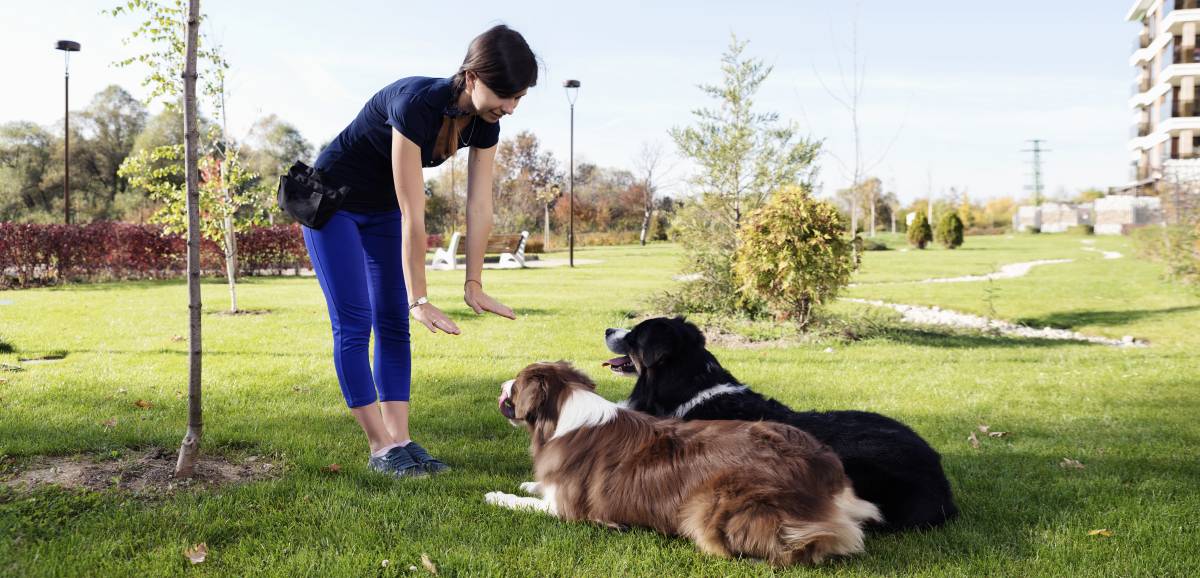 Dog Training 101: How to Train Your Dog | Airtasker | Airtasker UK
