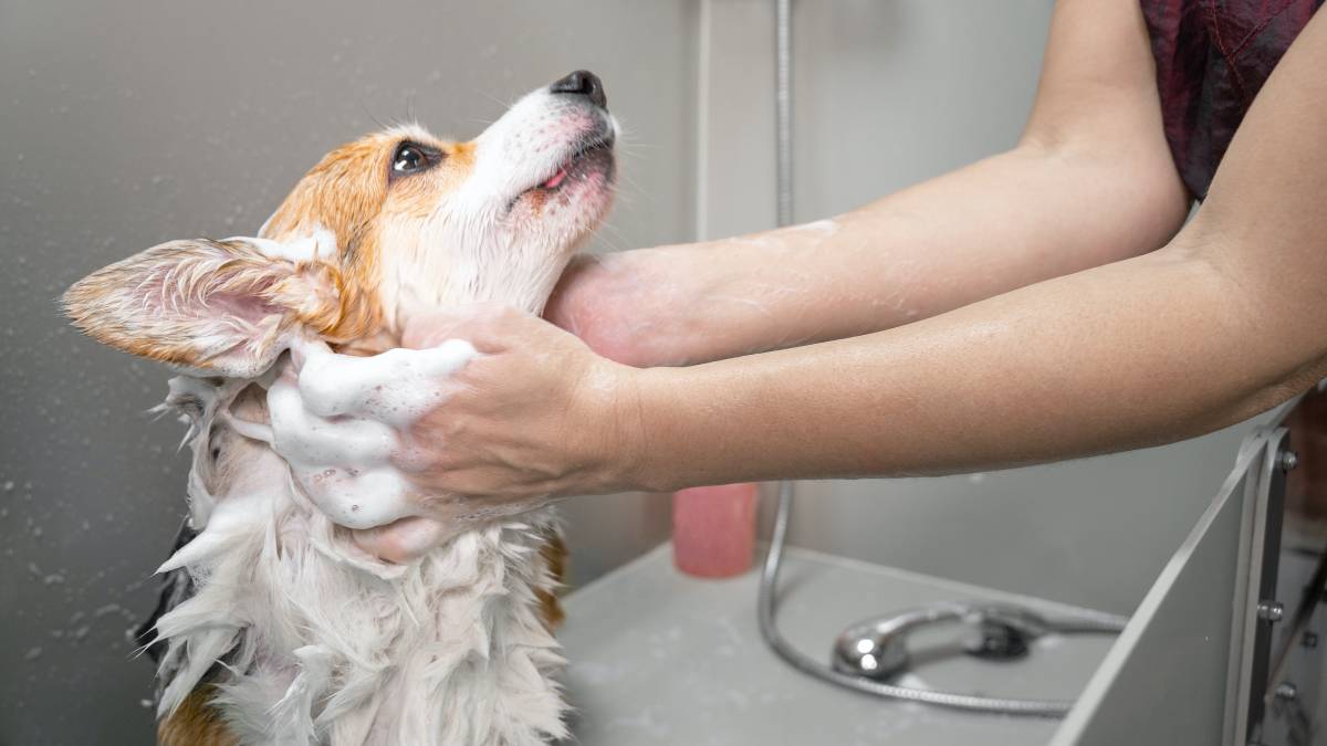 Dog Grooming Cost Guide Airtasker US