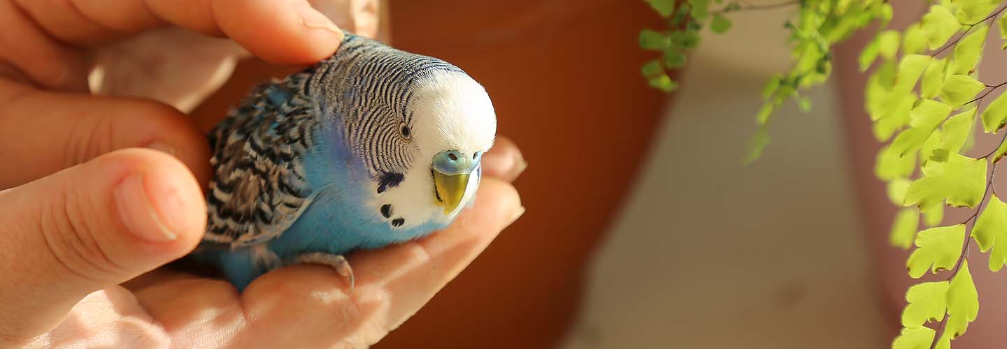 50 Bird Sitting Services near you | Airtasker