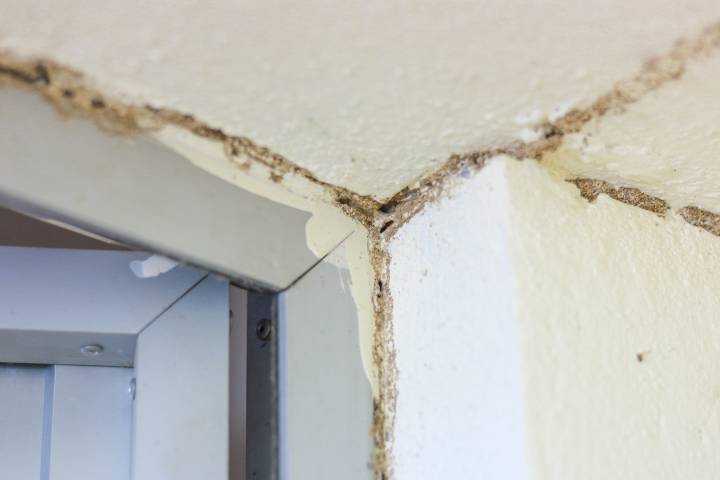 Termite Treatment Cost | Airtasker US