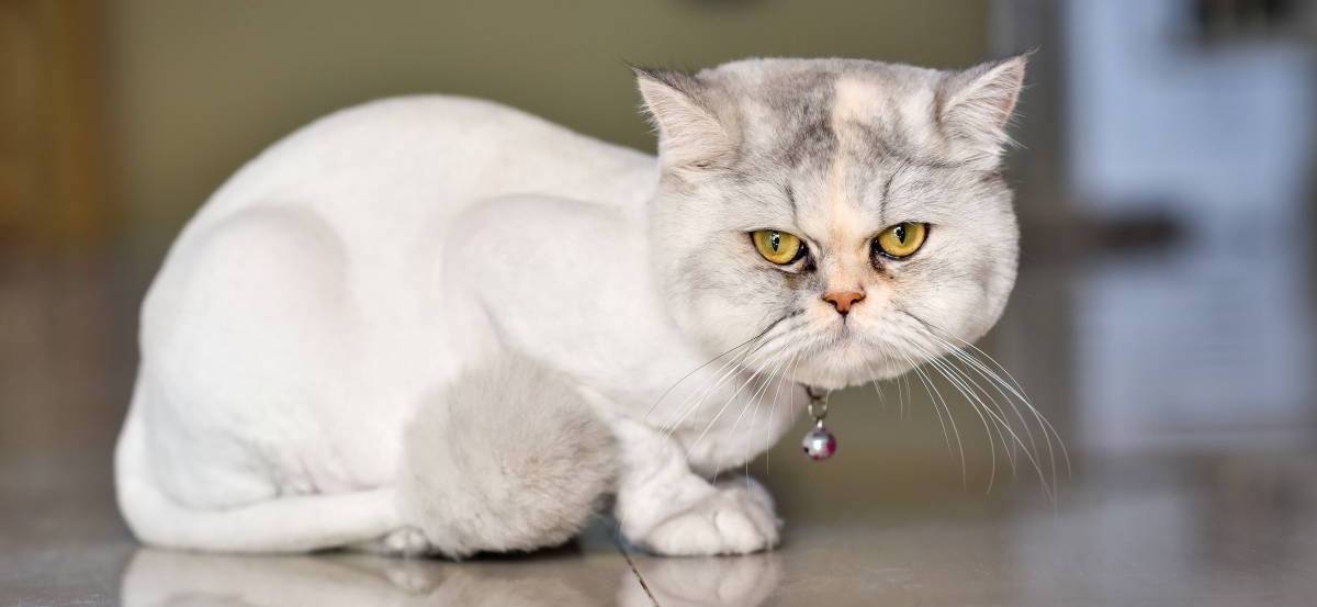 Cat Grooming Styles Airtasker US Cat Grooming Styles Airtasker US