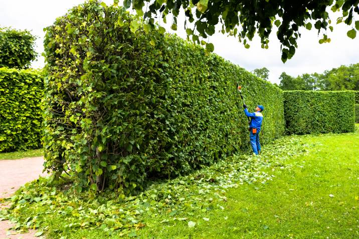 How to Trim Hedges | Airtasker US
