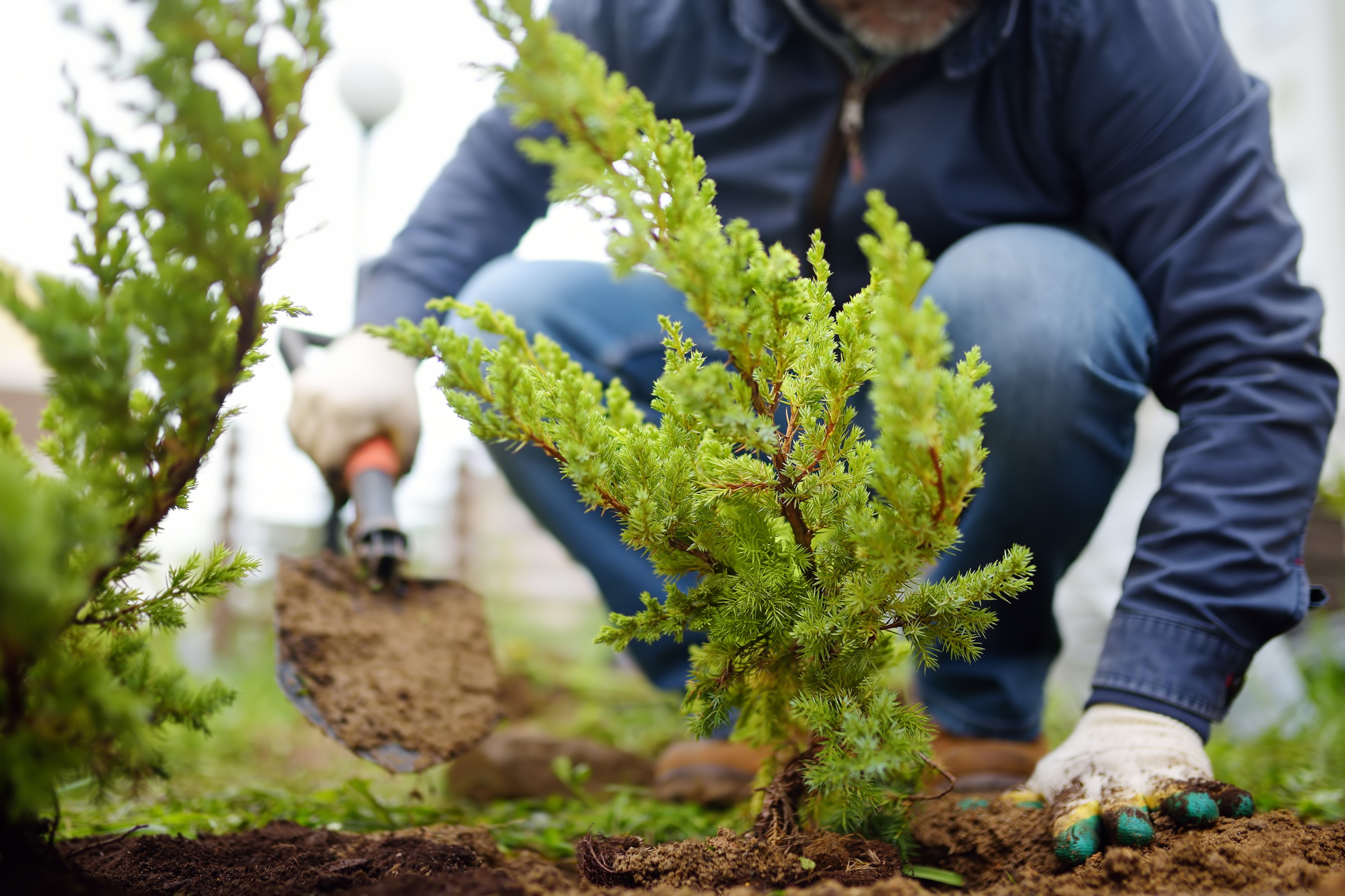 Top 10 Local Garden Planting Services in Michigan | Airtasker US