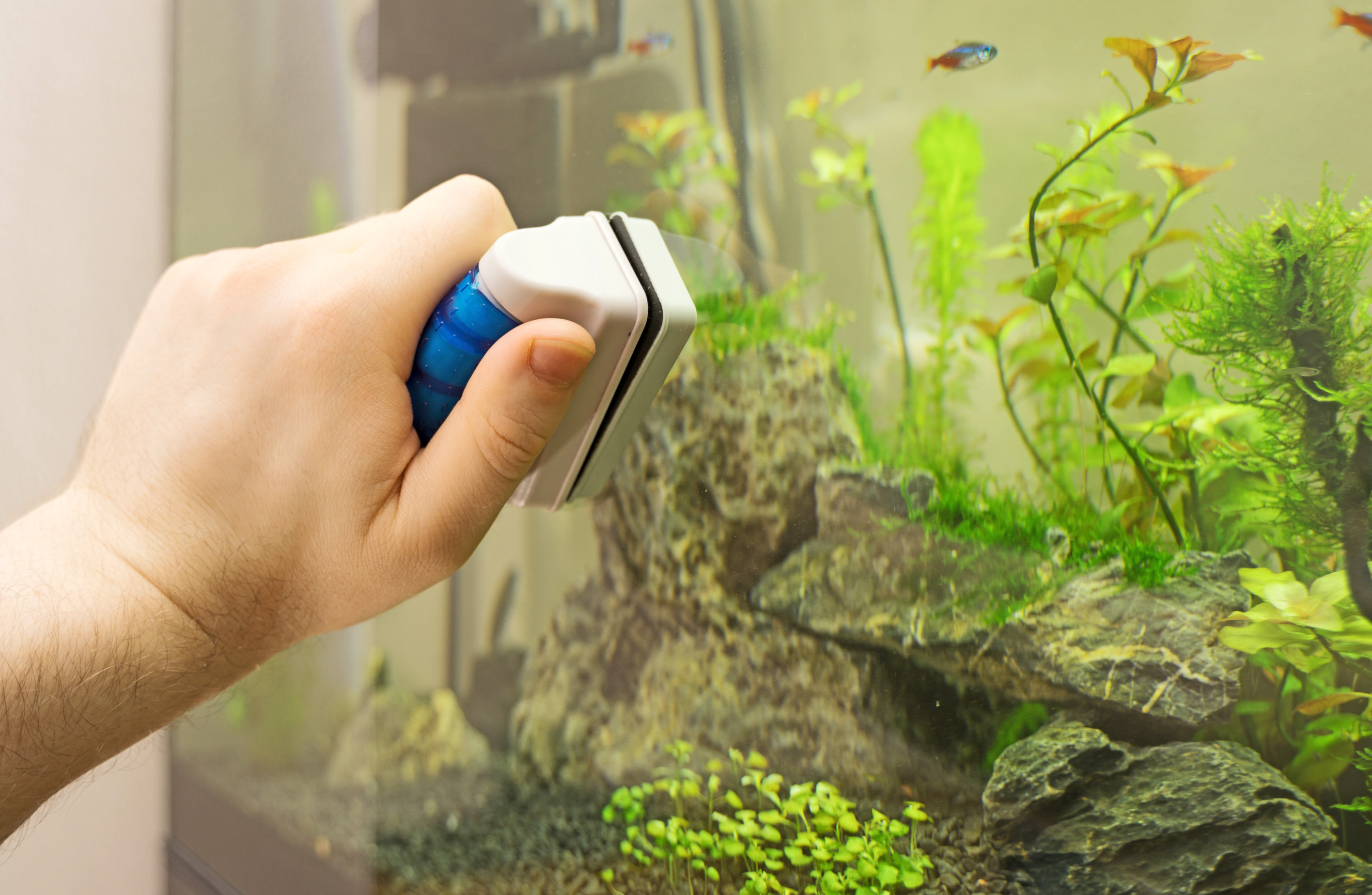 50 Aquarium Maintenance experts in NSW | Airtasker AU